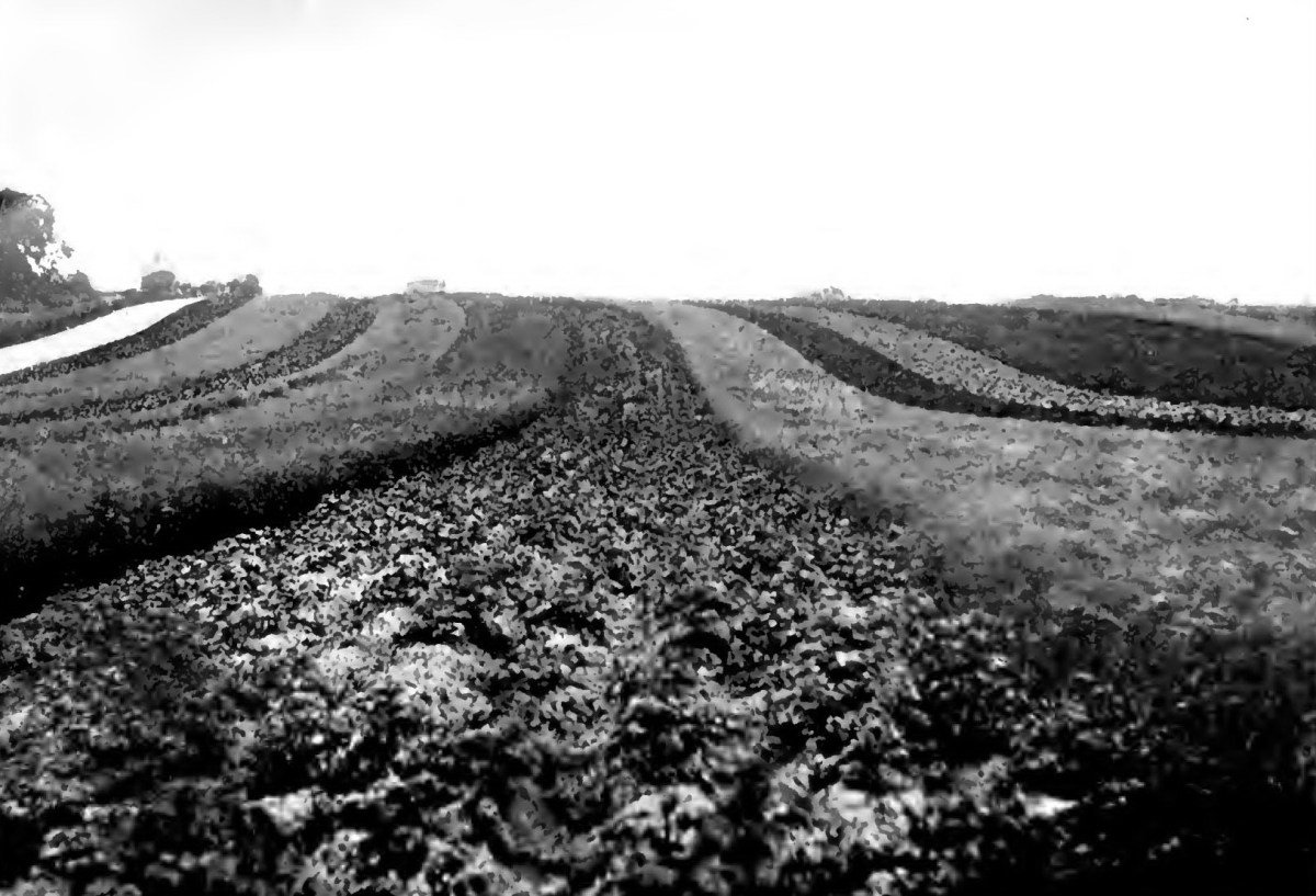 The Open Field System – John Martin of Evershot